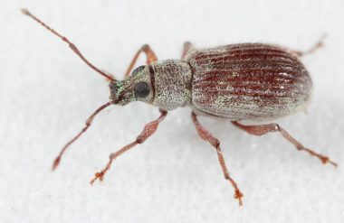 28 Different Types of Weevils With Pictures