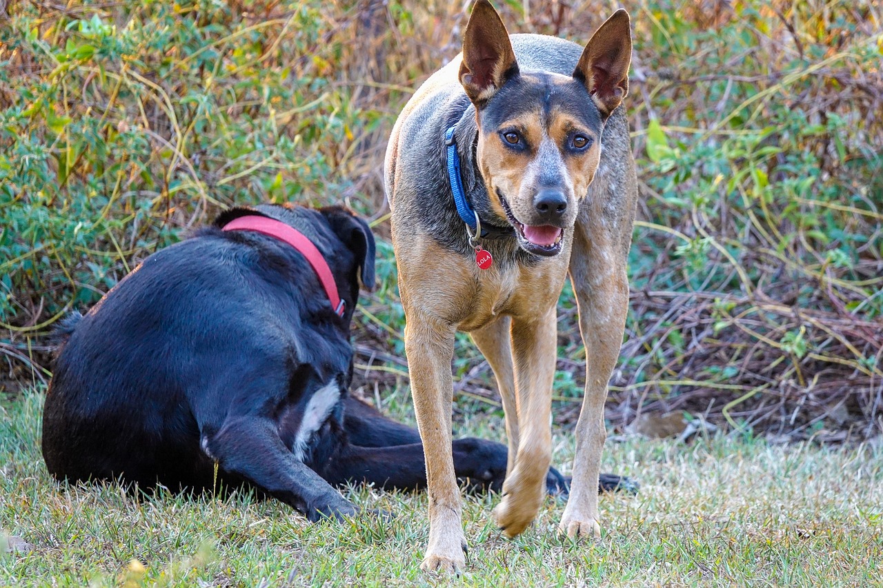 Smartest Dog Breeds: 15 Most Intelligent Dog Breeds