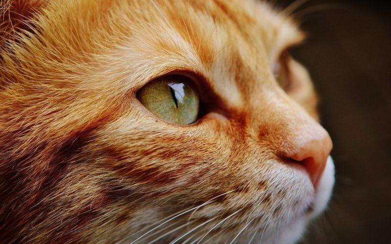 20 Creative Australian Cat Names 20 Creative Australian Cat Names