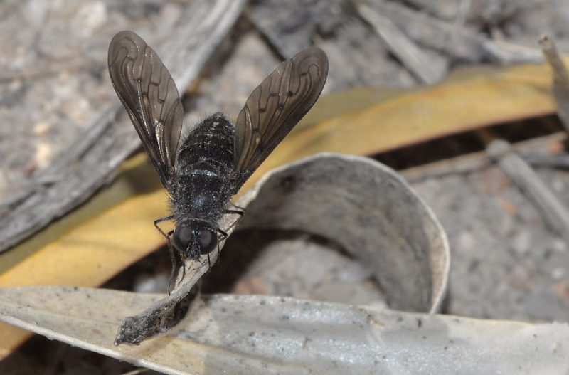 26 Different Types of Flies in New Jersey