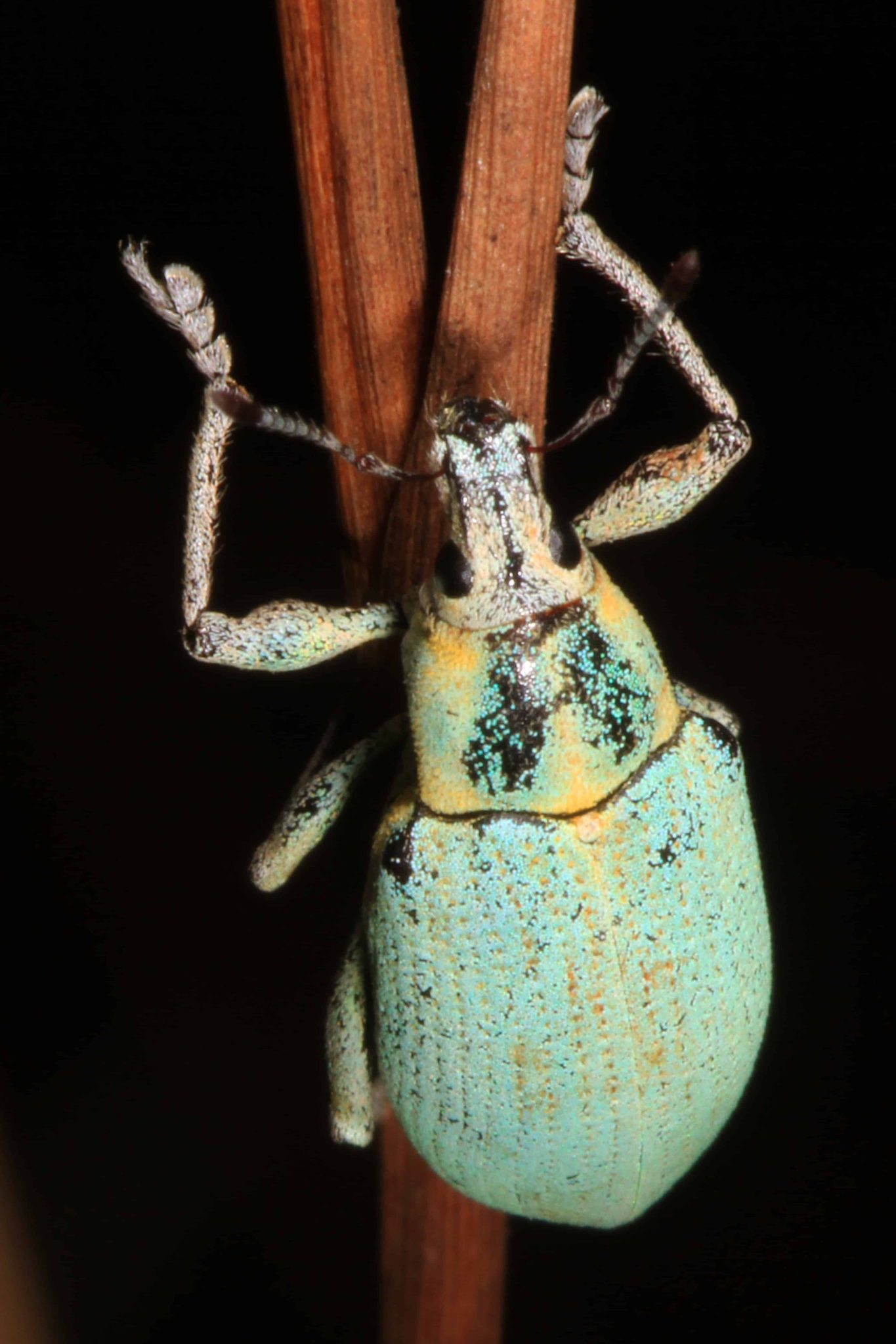 28 Different Types of Weevils With Pictures