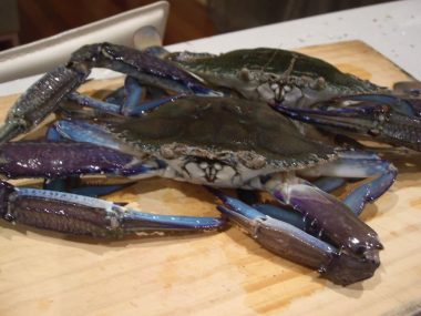 5 Types of Crabs in Australia