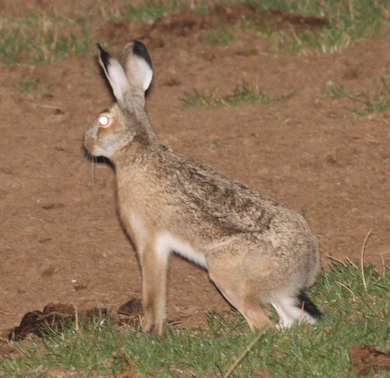 28 Different Types of Hares (With Pictures)
