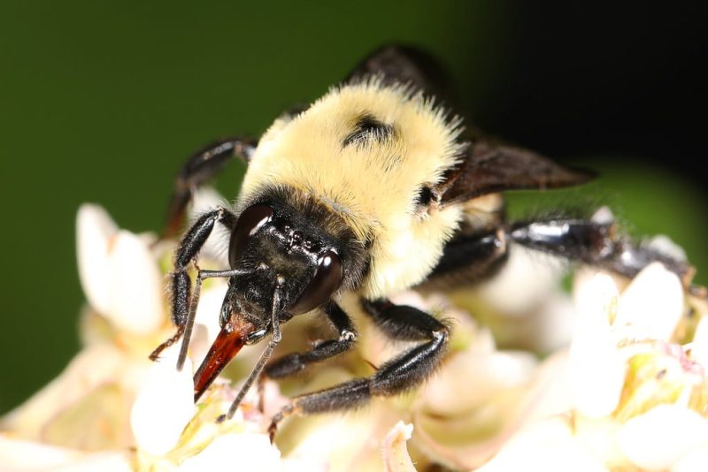 18 Types of Bees in Connecticut