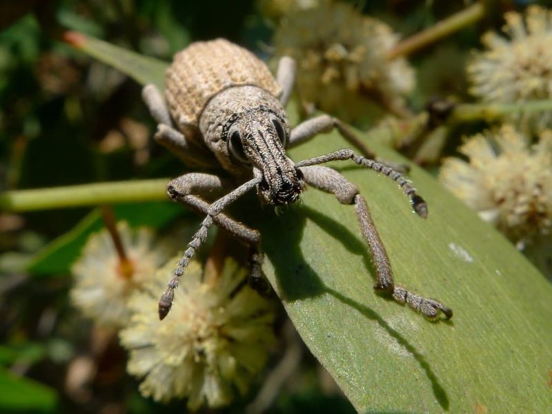 28 Different Types of Weevils With Pictures