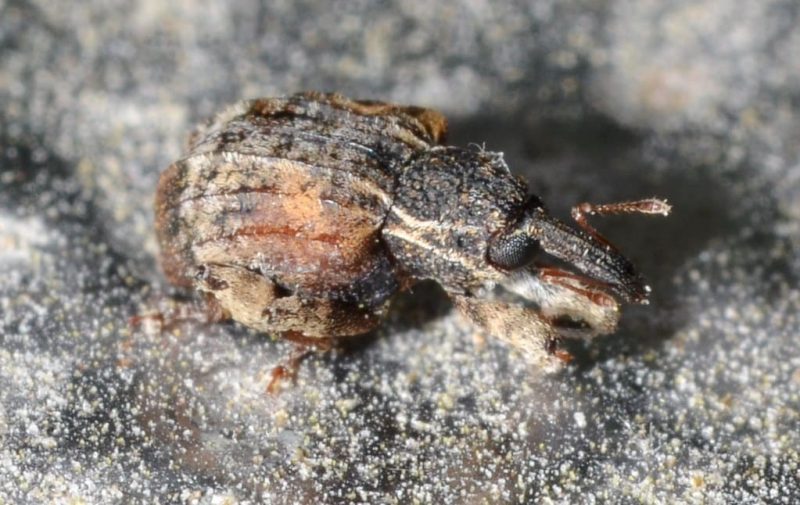 28 Different Types of Weevils With Pictures