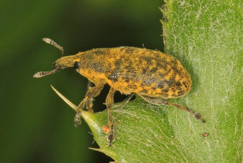 28 Different Types of Weevils With Pictures