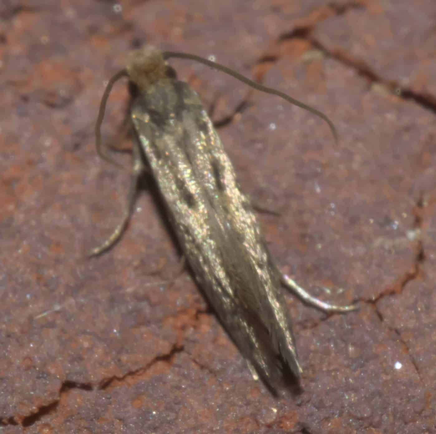 3 Different Types of Moths That Eat Clothes