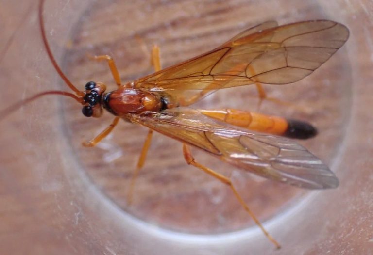 26 Different Types of Flies in New Jersey