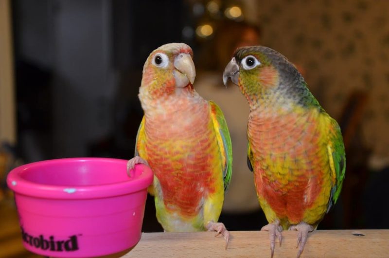 26 Different Types of Conures and Parakeets With Pictures