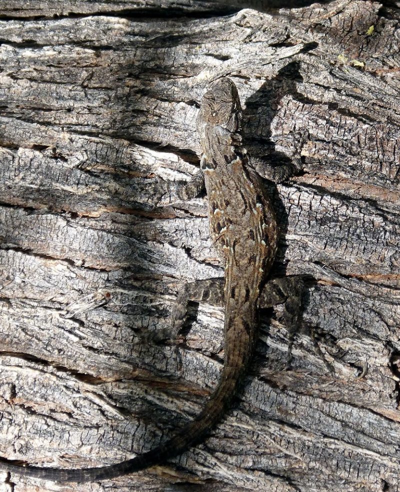37 Different Types of Lizards in Arizona (With Pictures)