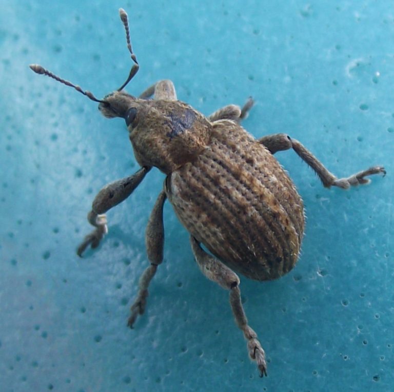 28 Different Types of Weevils With Pictures