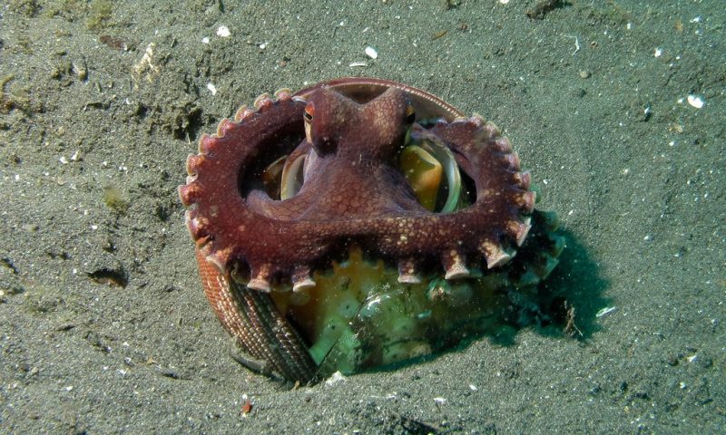 23 Different Types of Octopus