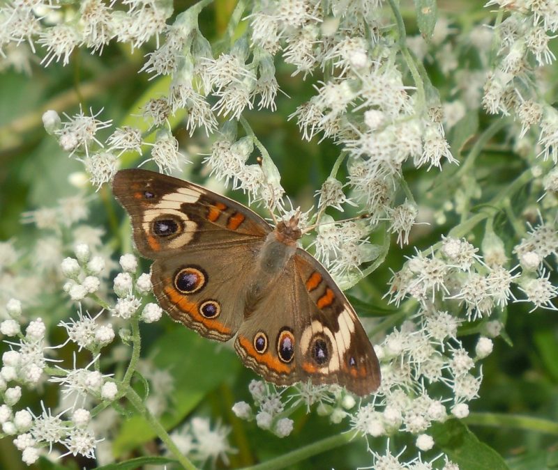 31 Types of Butterflies in Maryland (With Pictures)