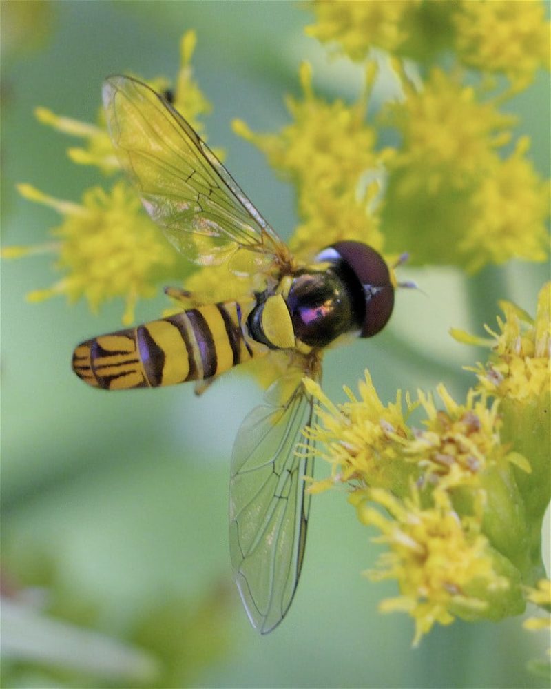 25 Different Types of Flies in Oklahoma (With Pictures)