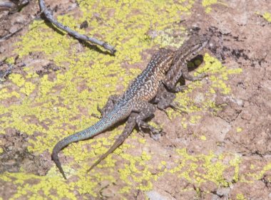 37 Different Types of Lizards in Arizona (With Pictures)