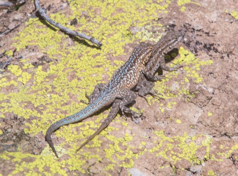 37 Different Types of Lizards in Arizona (With Pictures)