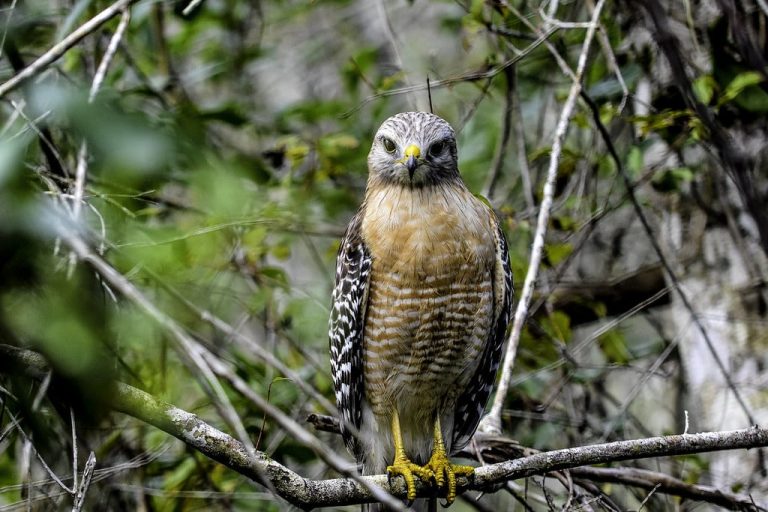 9 Types of Hawks in Massachusetts (With Pictures)
