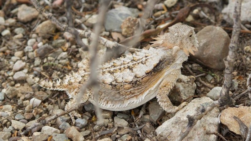 37 Different Types of Lizards in Arizona (With Pictures)