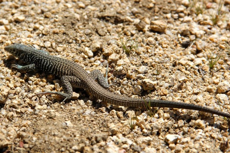 37 Different Types of Lizards in Arizona (With Pictures)