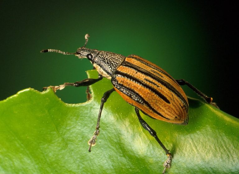 28 Different Types of Weevils With Pictures