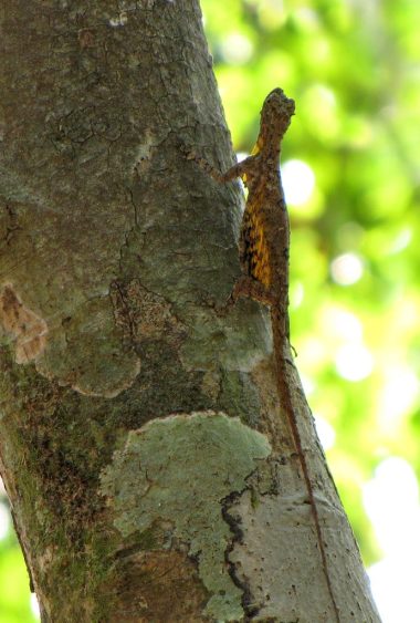 8 Different Types of Lizards in the Philippines (With Pictures)