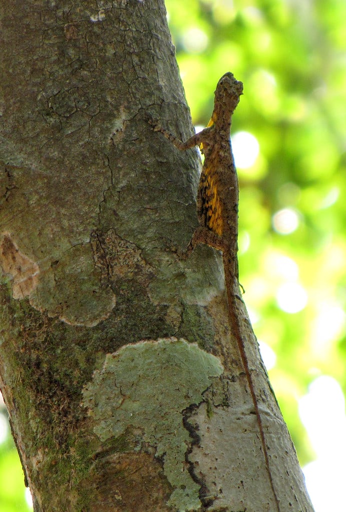 8 Different Types of Lizards in the Philippines (With Pictures)