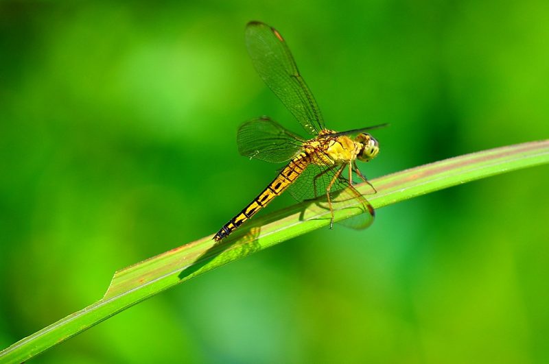 50 Types of Insects That People Eat Around the World
