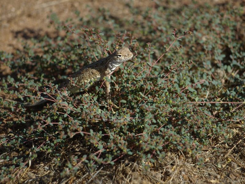 37 Different Types of Lizards in Arizona (With Pictures)