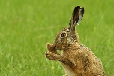 28 Different Types of Hares (With Pictures)