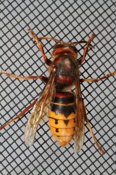 19 Types of Wasps in North America