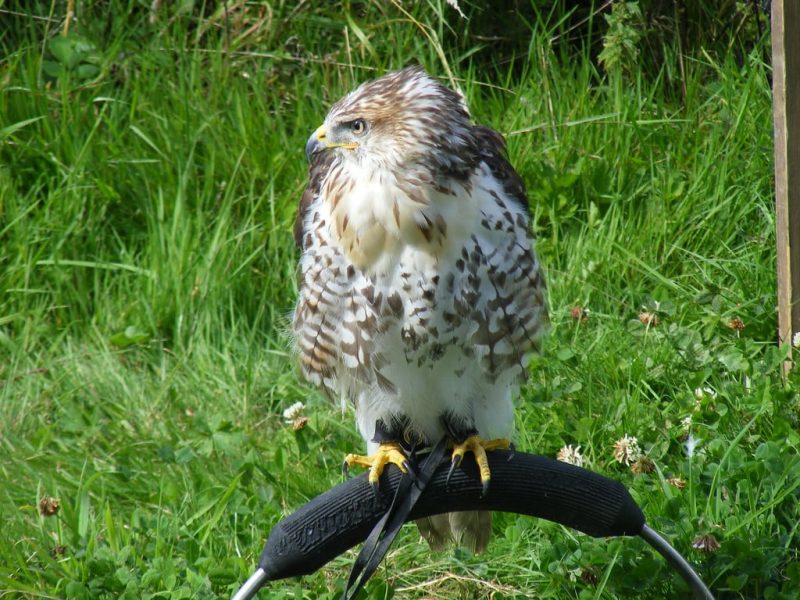 27 Different Types of Hawks With Pictures