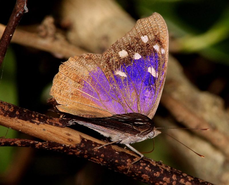 12 Types of Purple Butterflies (With Pictures)