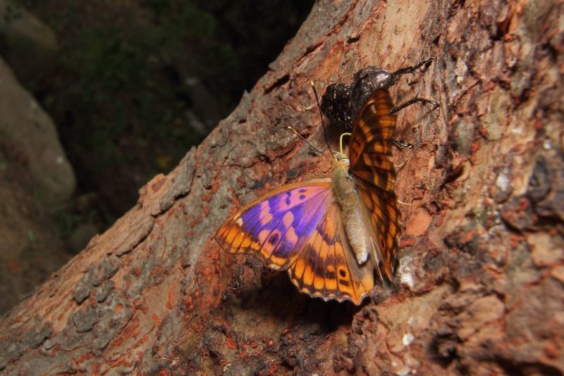 12 Types of Purple Butterflies (With Pictures)