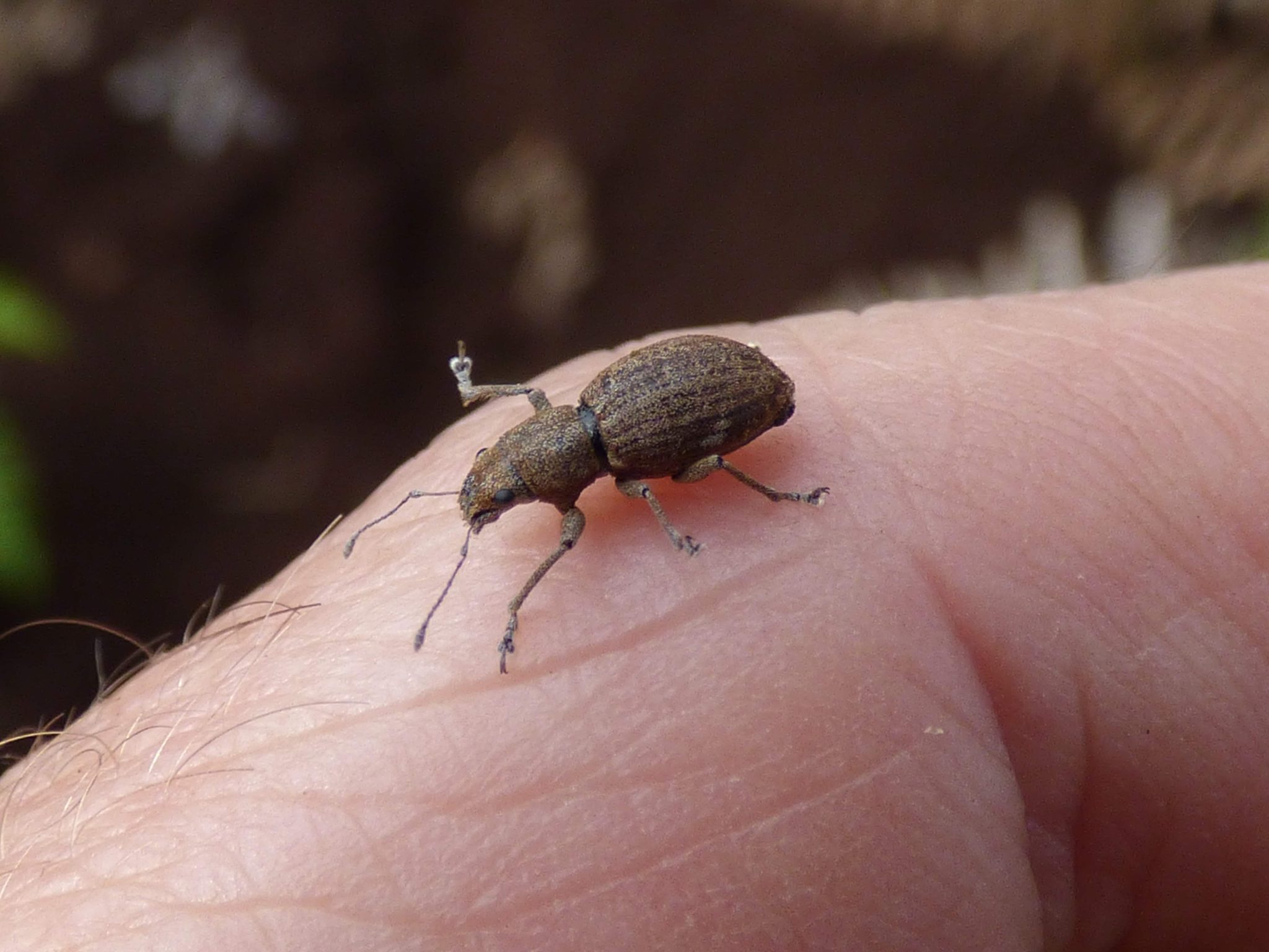28 Different Types of Weevils With Pictures