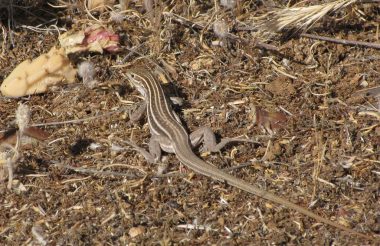 37 Different Types of Lizards in Arizona (With Pictures)