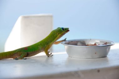 10 Different Types of Lizards in Hawaii (With Pictures)