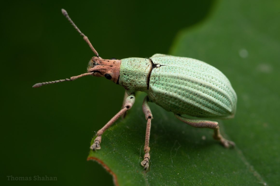 28 Different Types of Weevils With Pictures