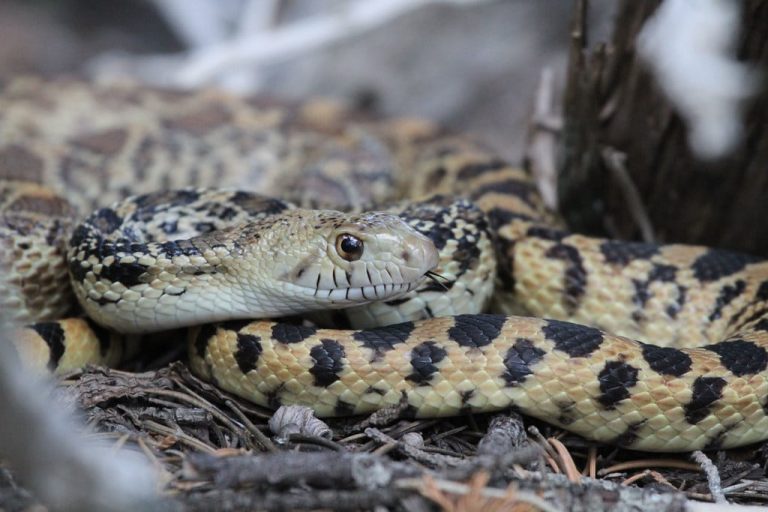 10 Different Types of Snakes in Montana