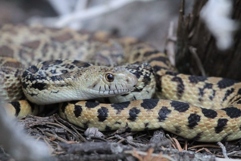 10 Different Types of Snakes in Montana