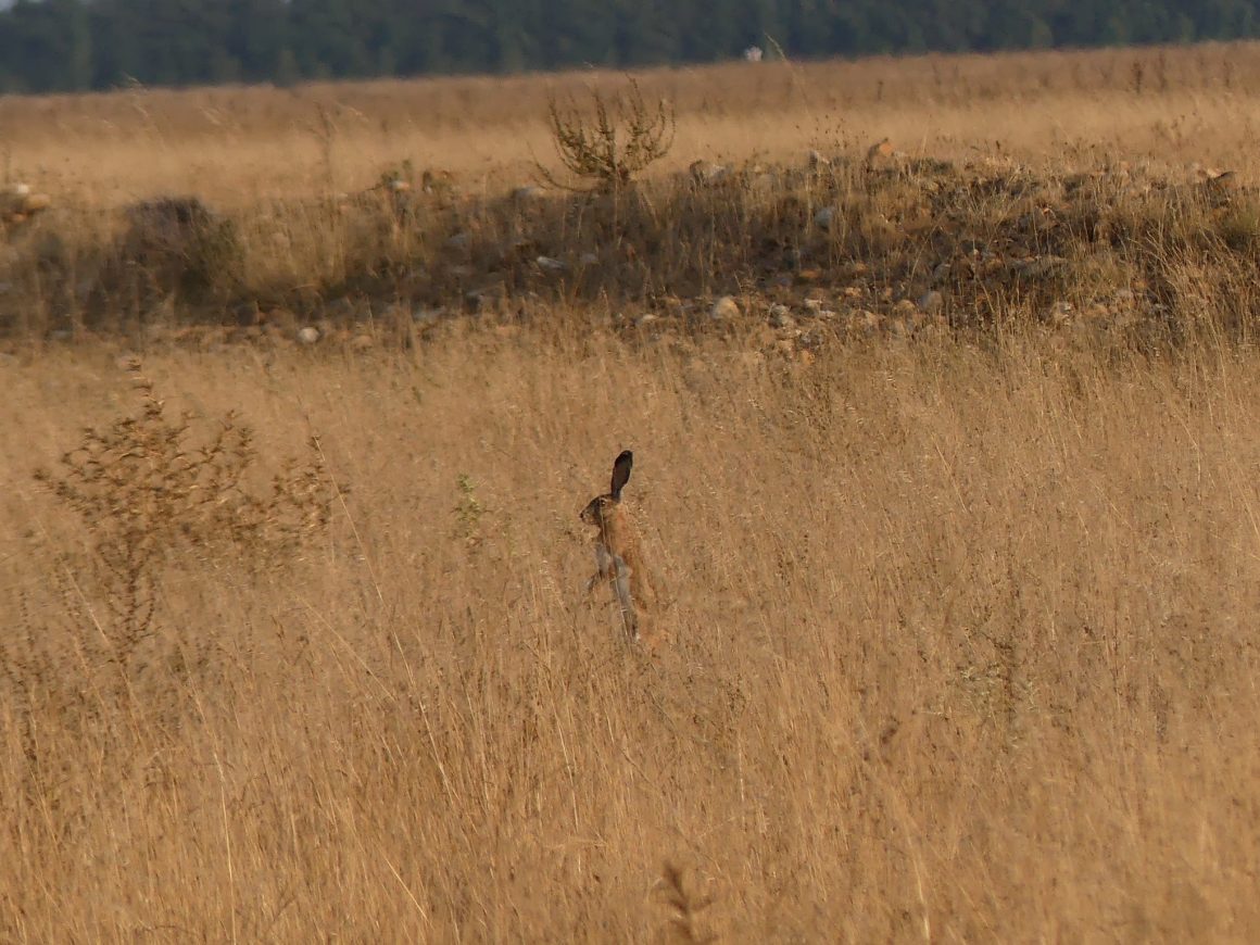 28 Different Types of Hares (With Pictures)