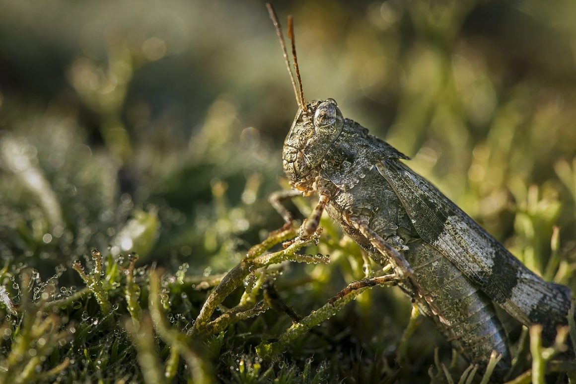 50 Types of Insects That People Eat Around the World