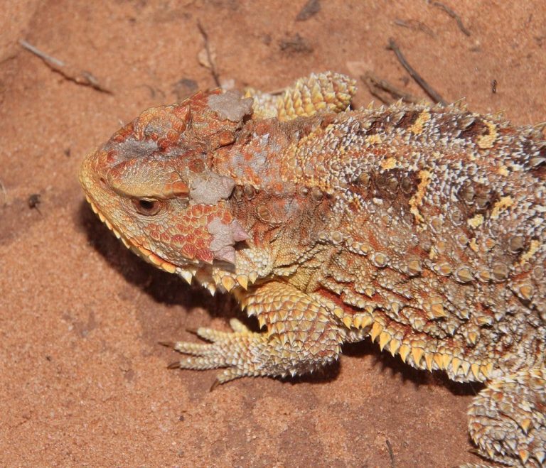 37 Different Types of Lizards in Arizona (With Pictures)