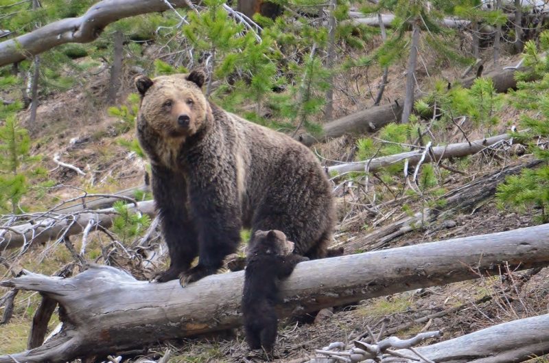 26 Animals That Walk on Two Legs (With Pictures)