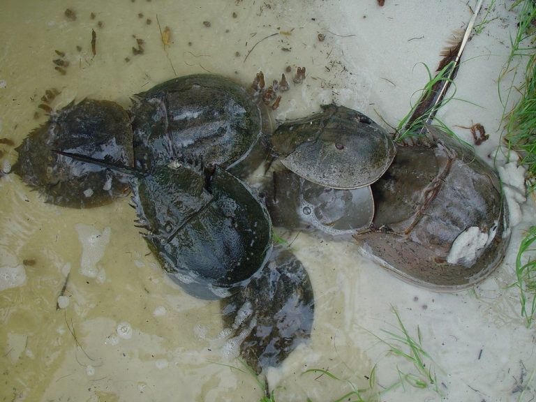 5 Types of Crabs in Australia