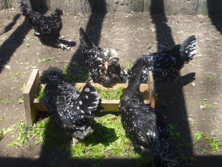 9 Crested Chicken Breeds (With Pictures)