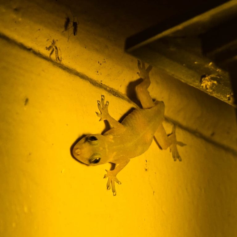 9 Types of Geckos in Hawaii With Pictures