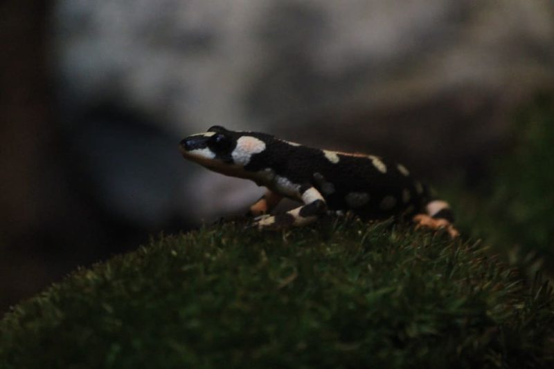 40 Different Types of Salamanders