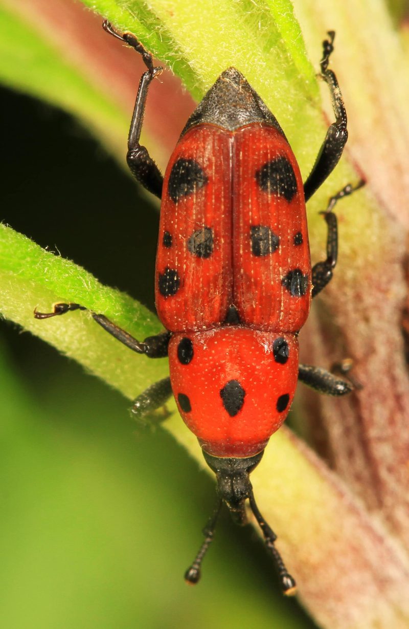 28 Different Types of Weevils With Pictures