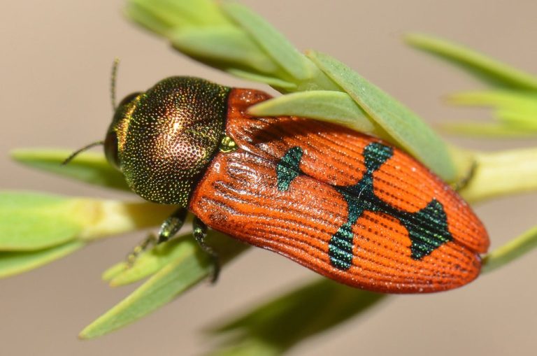 26 Popular Types of Beetles in North America (With Pictures)